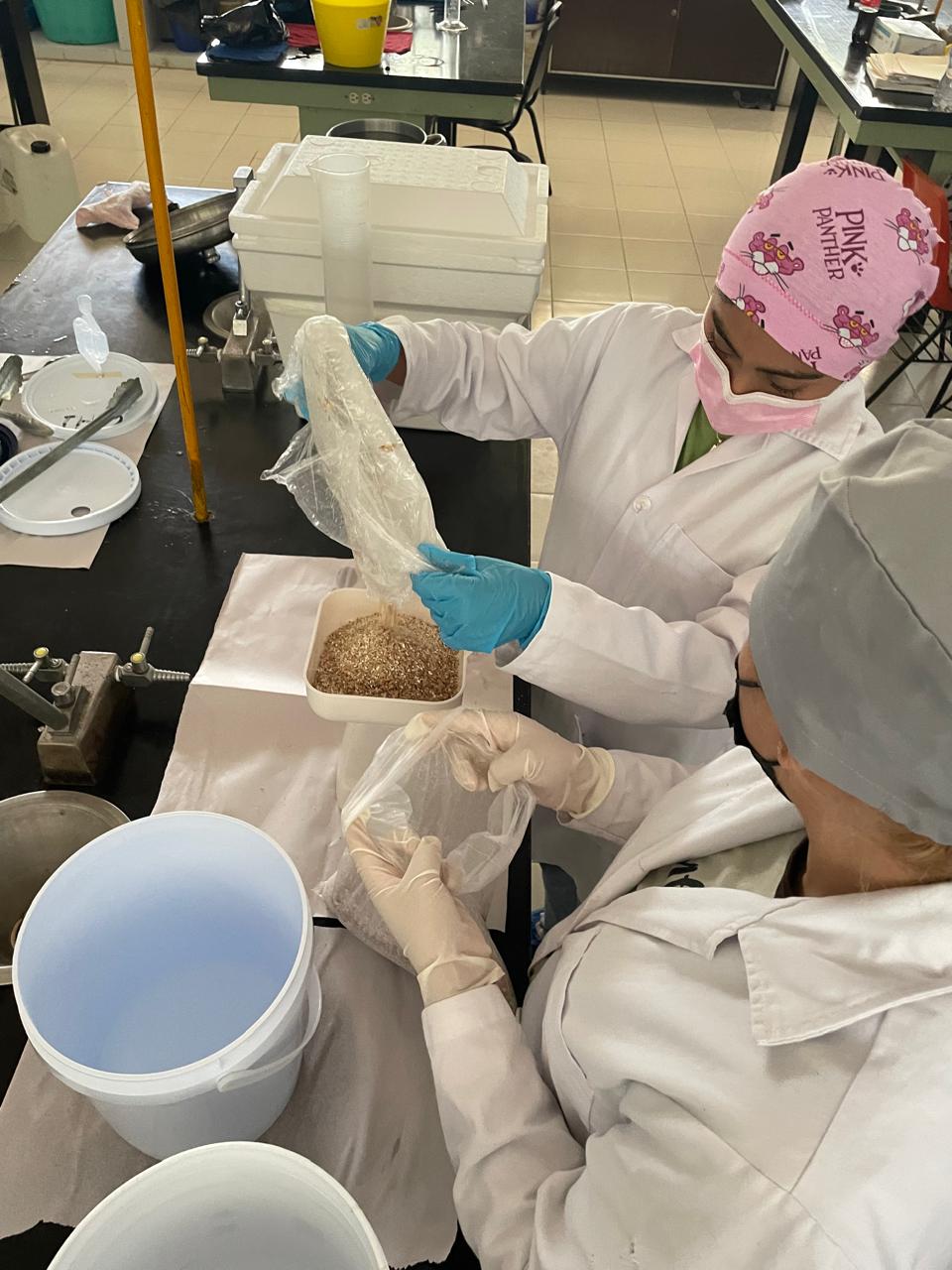 Uso del cacaté para la sustitución del Lúpulo en la elaboración de ...